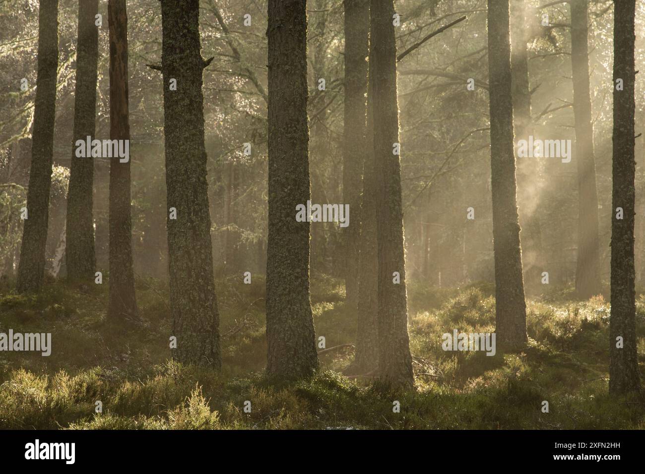 Scots pine (Pinus sylvestris) forest with sun filtering through mist ...