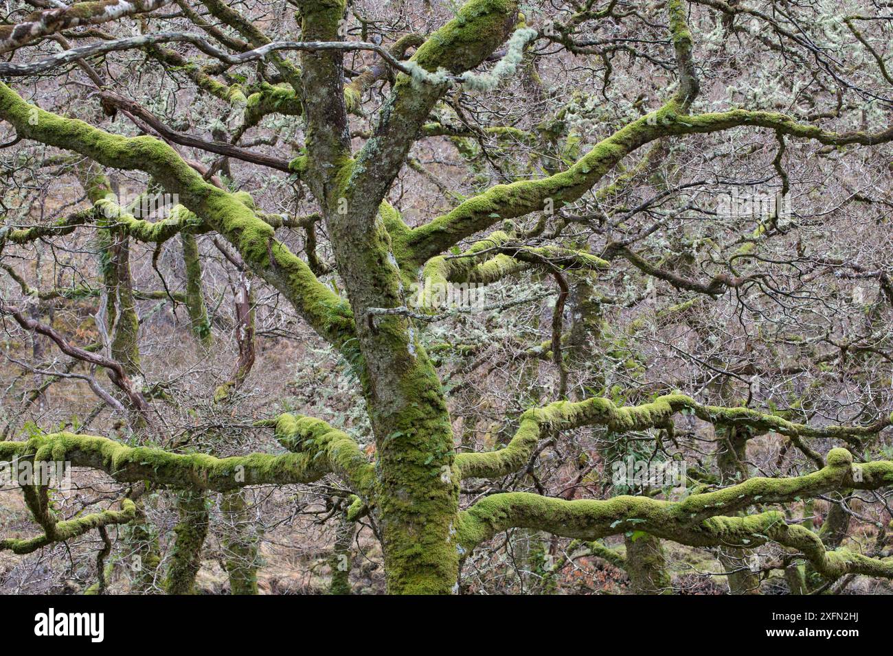 Sessile oak (Quercus petraea) covered in moss and lichen, Rahoy Hills ...