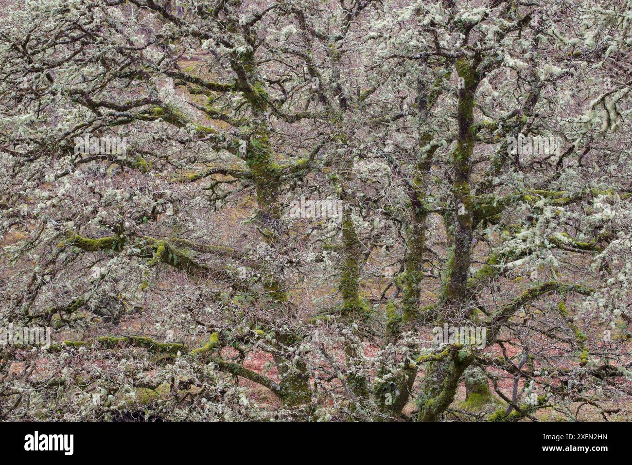 Sessile oak (Quercus petraea) covered in moss and lichen, Rahoy Hills ...