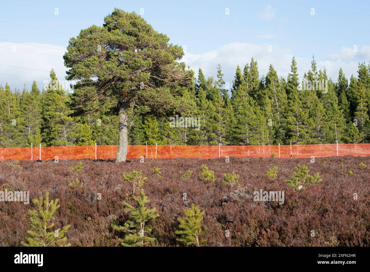 Scots pine (Pinus sylvestris), mature tree and saplings growing outside ...