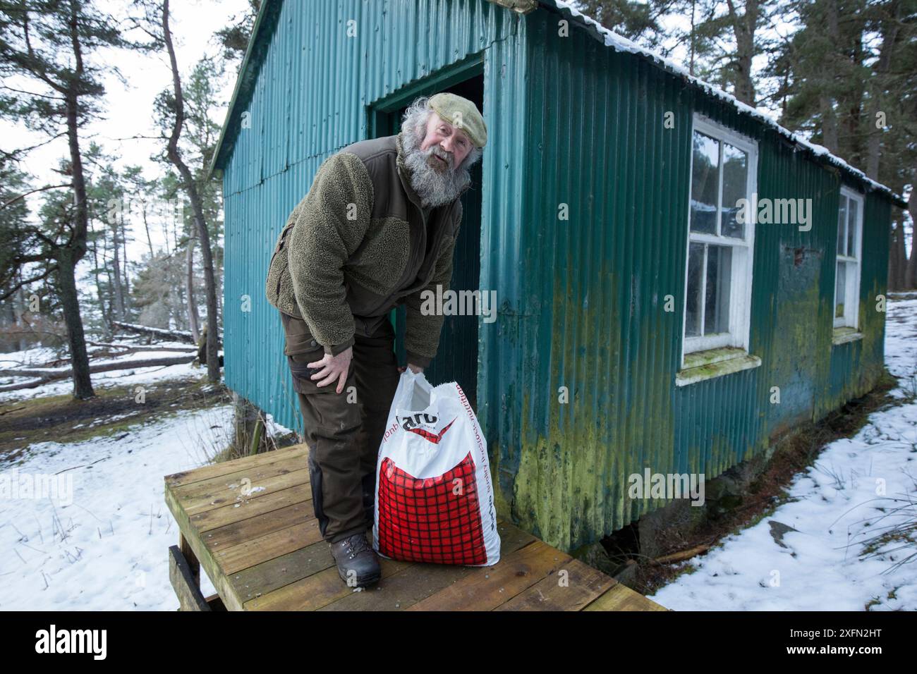 Gamekeeper / Deer stalker with feed for Red deer outside shed, Alvie ...