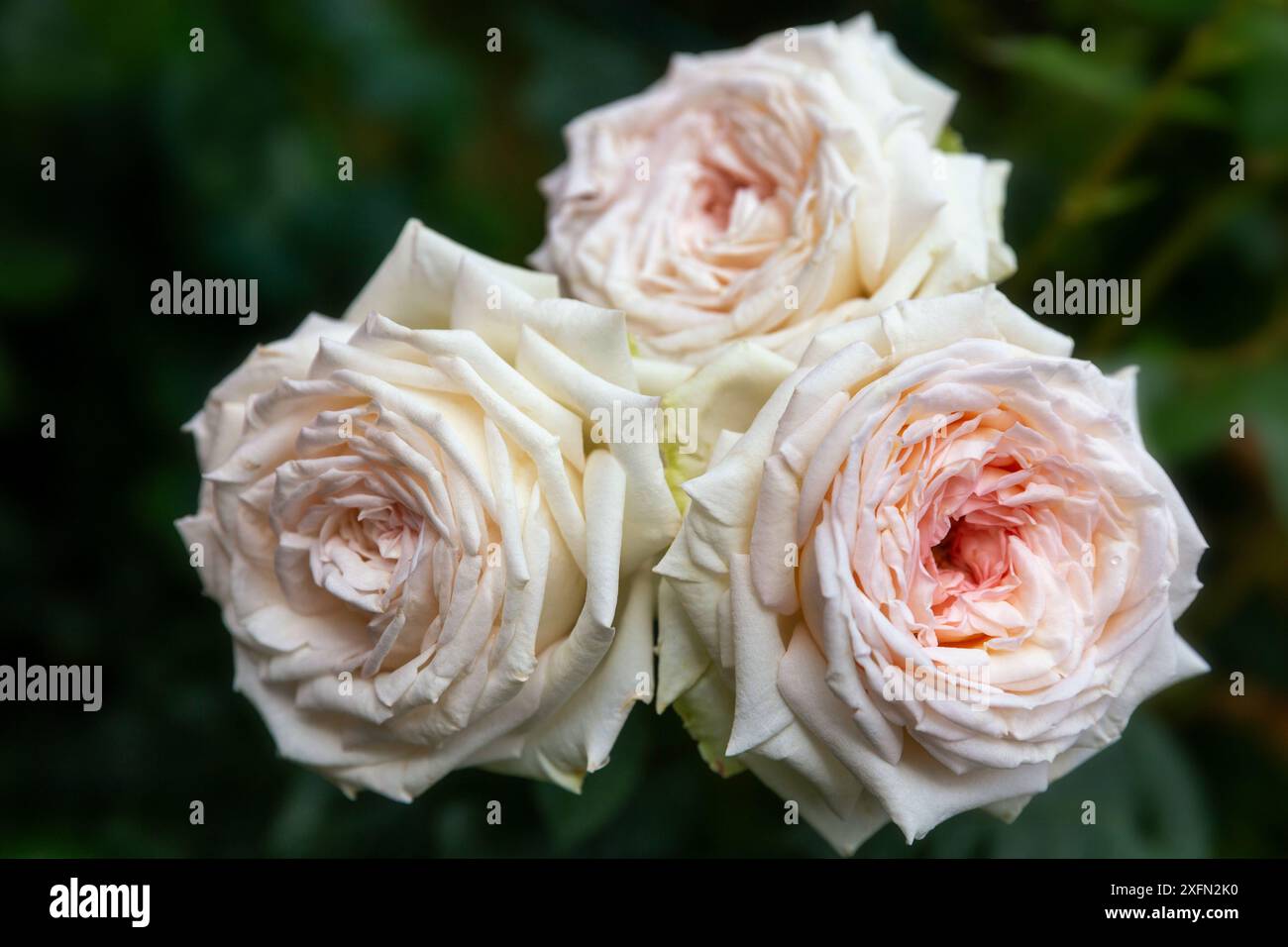 Flowering Madame Anisette Grandiflora Rose. Hybrid tea rose flowers ...