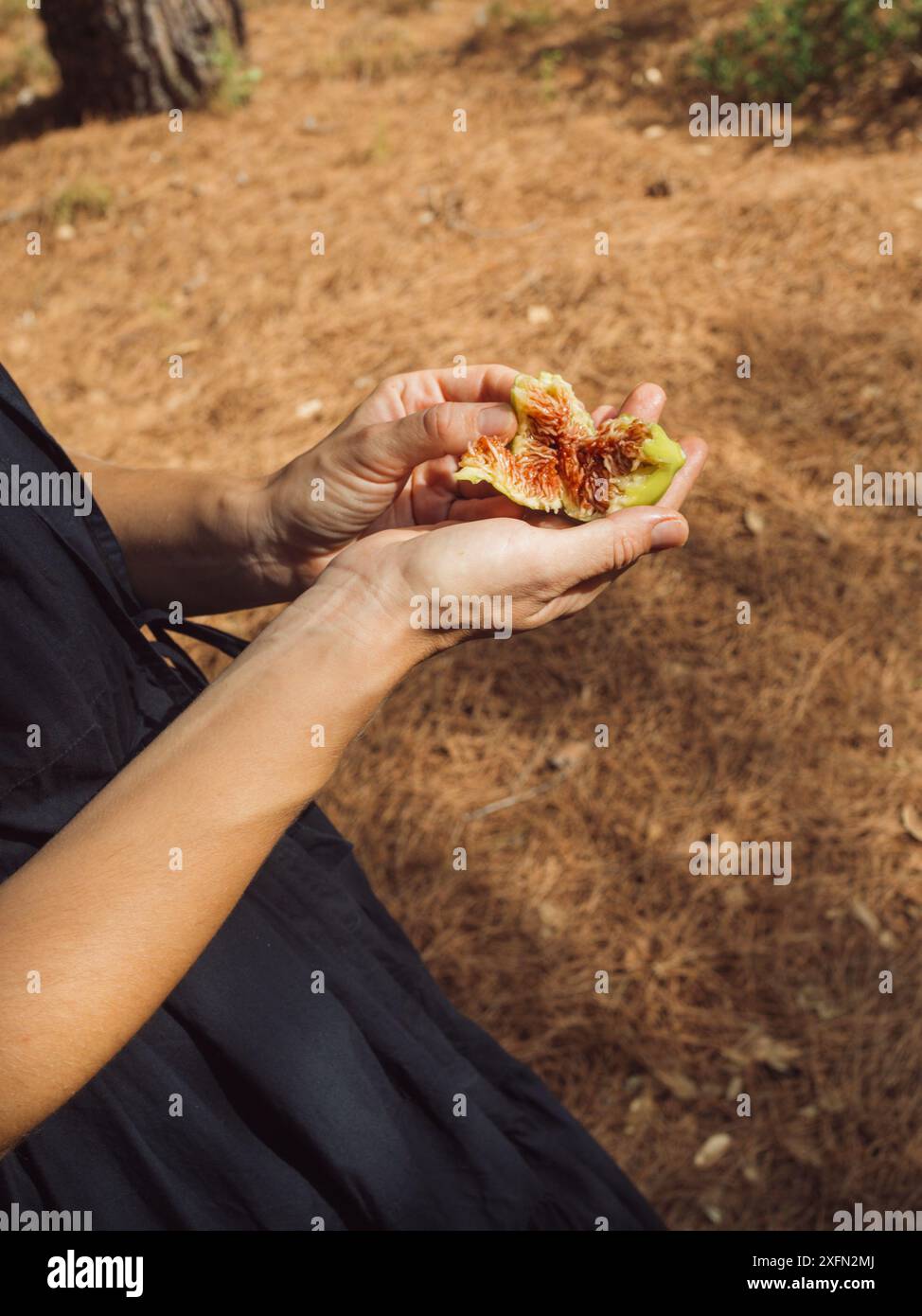 Woman’s hands opening a ripe fig showing its red juicy flesh. Vertical ...