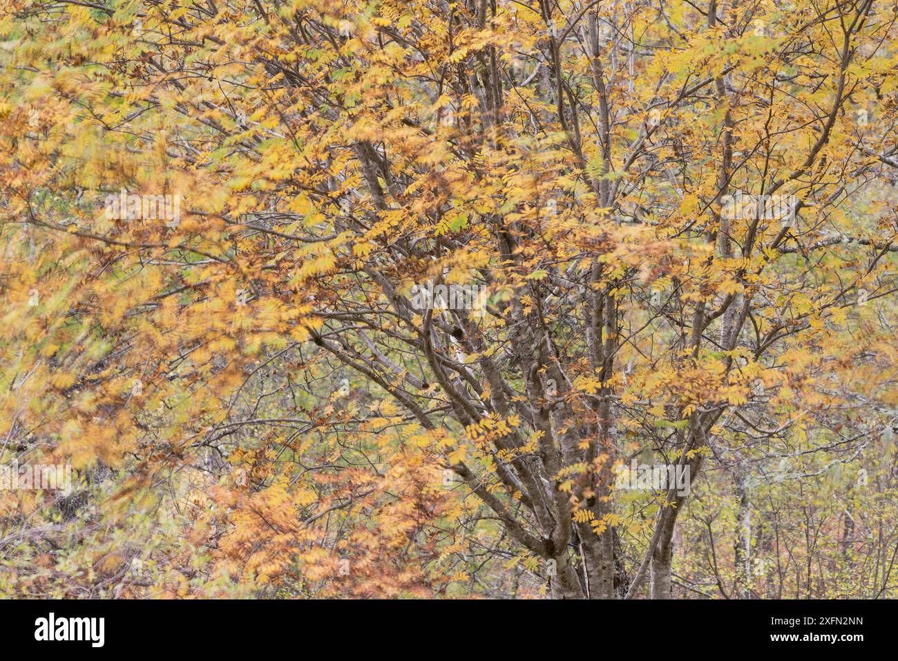 Rowan (Sorbus aucuparia) tree blowing in wind, Glen Affric, Ross and ...