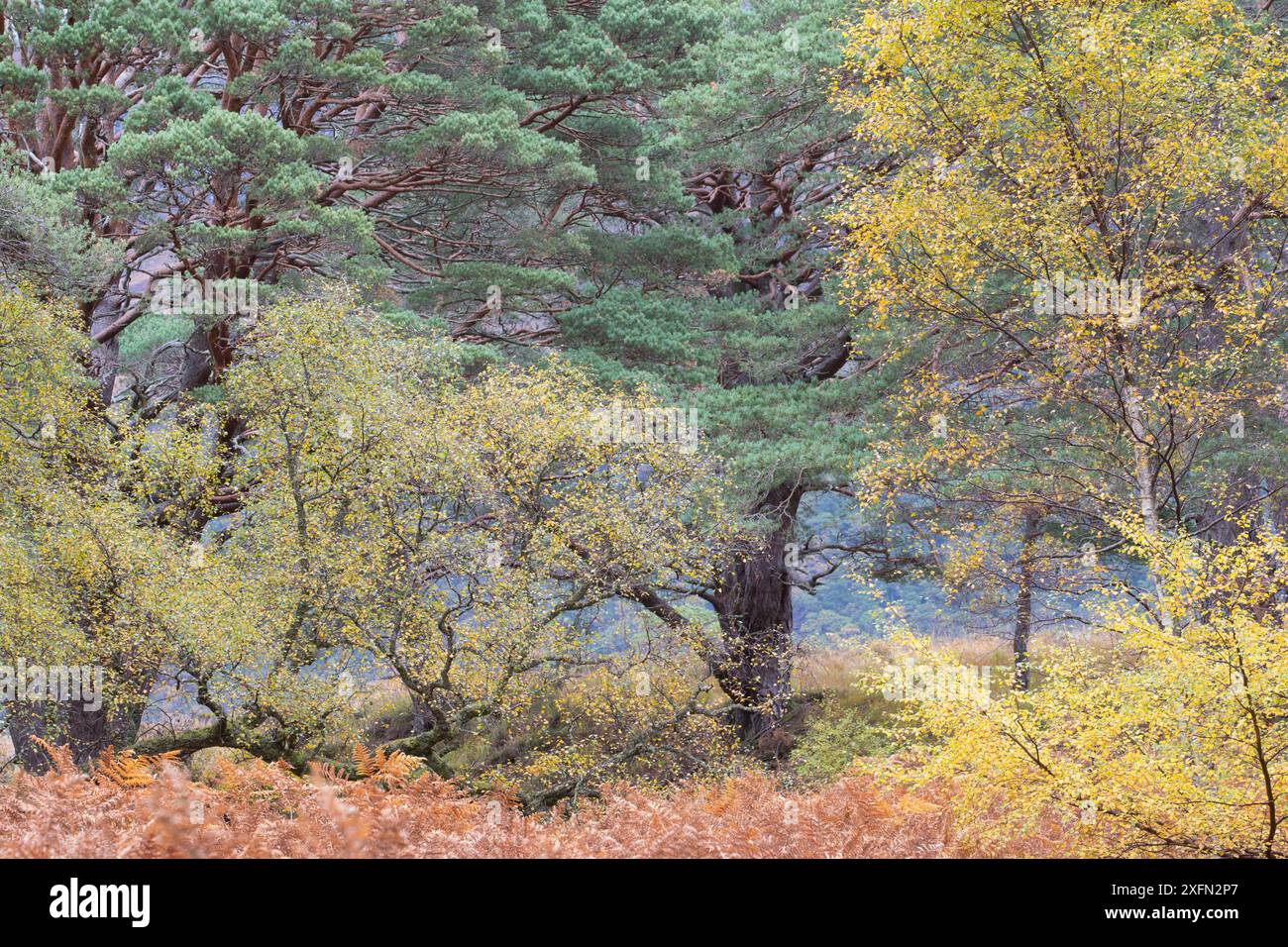 Mixed Silver birch (Betula pendula) and Scots pine (Pinus sylvestris ...