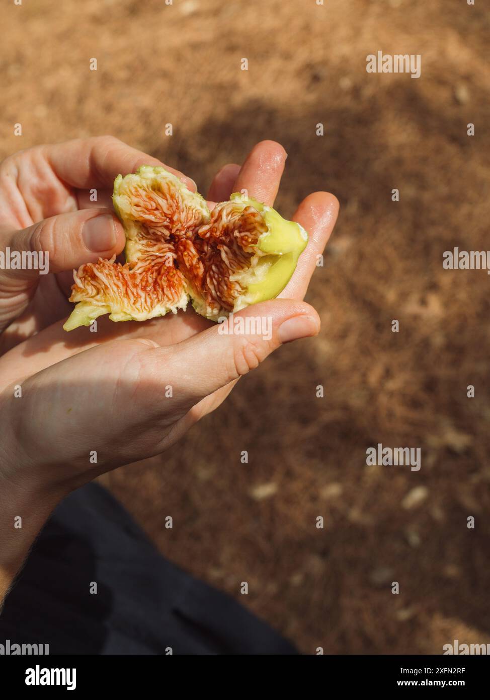 Woman’s hands opening a ripe fig showing its red juicy flesh. Vertical ...