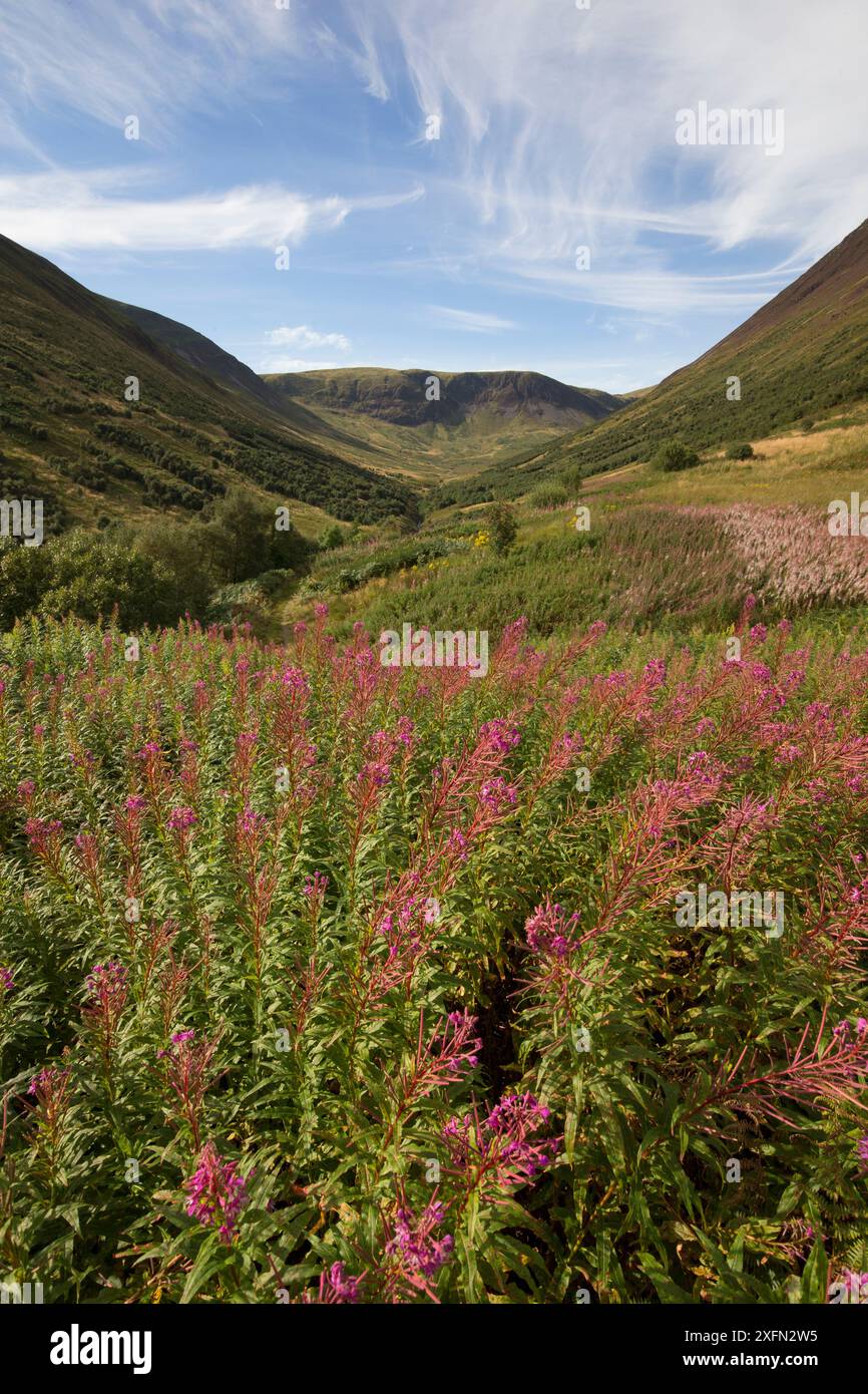 Carrifran Valley, site of major woodland restoration project led by ...