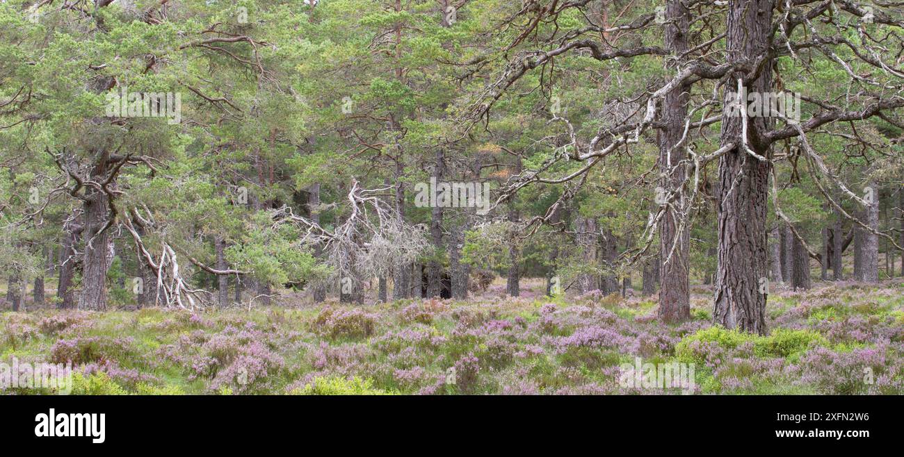 Scots pine (Pinus sylvestris) forest in late summer, Abernethy National ...