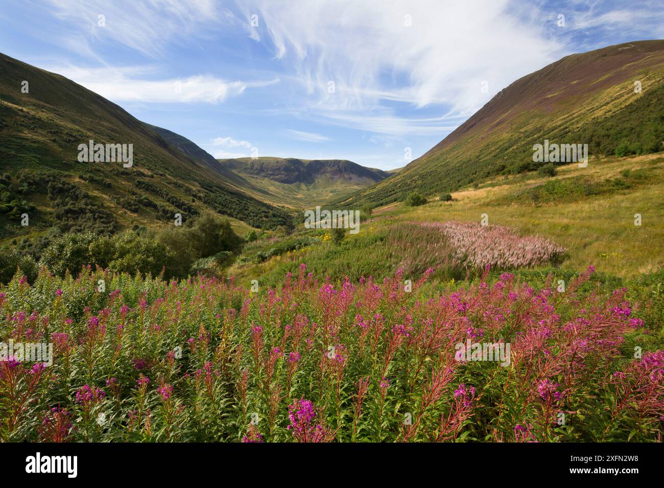 Carrifran Valley, site of major woodland restoration project led by ...
