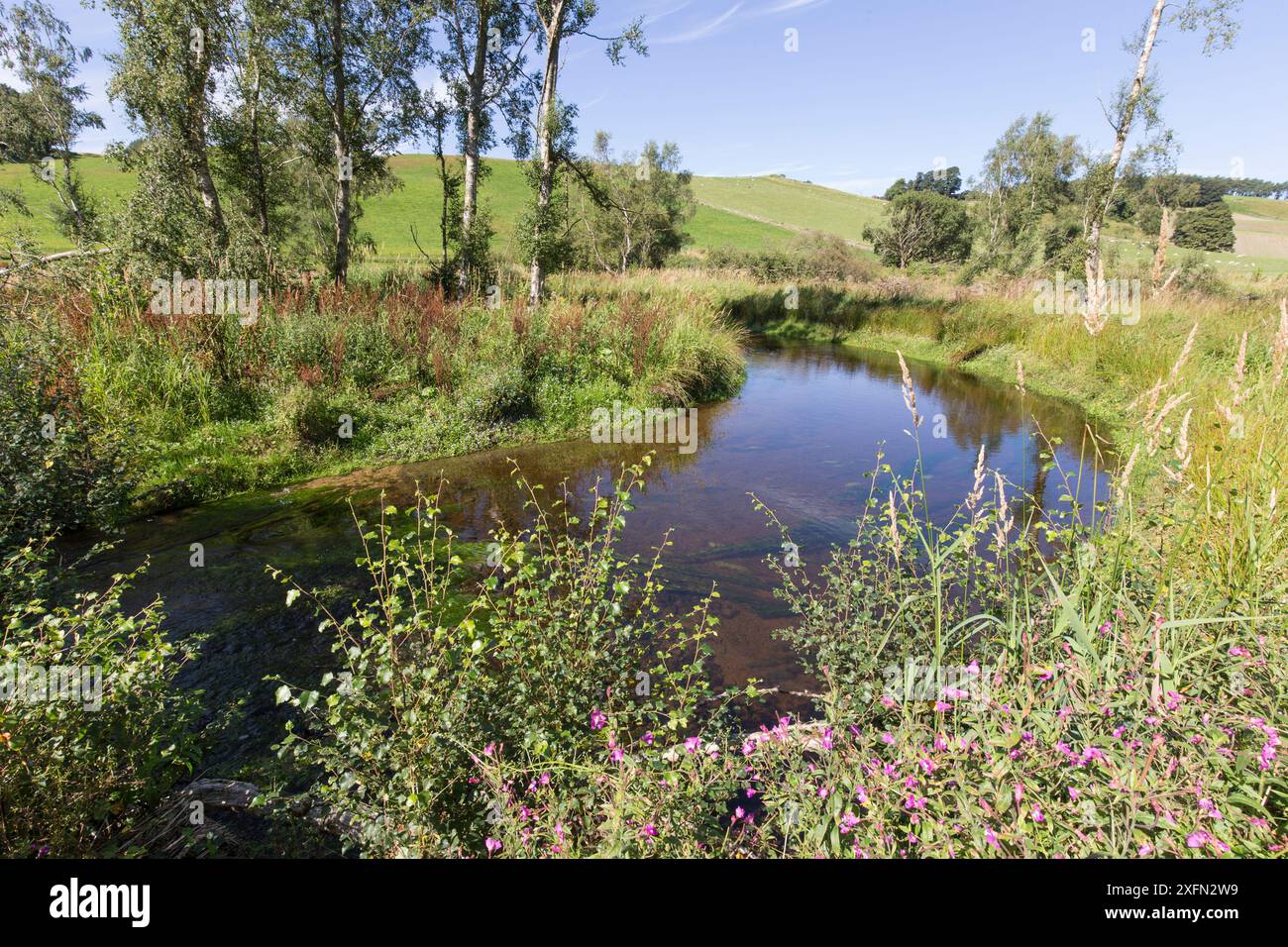 Recently naturalised and re-meandered river channel after decades of ...