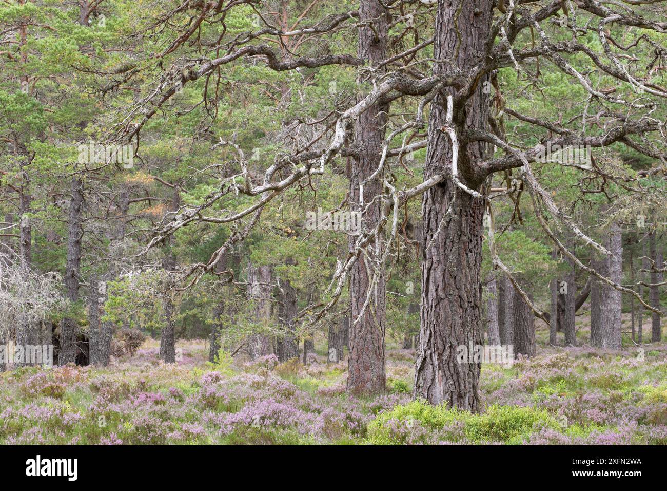 Scots pine (Pinus sylvestris) forest, Abernethy National Nature Reserve ...