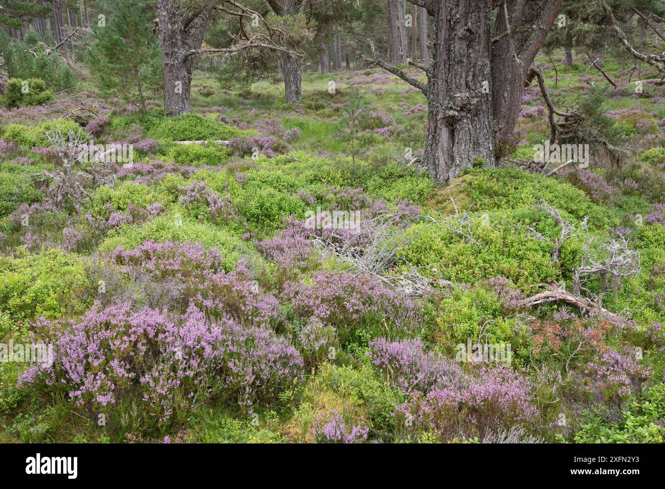 Heather and Blaeberry / Bilberry (Vaccinium myrtillus) ground flora in ...