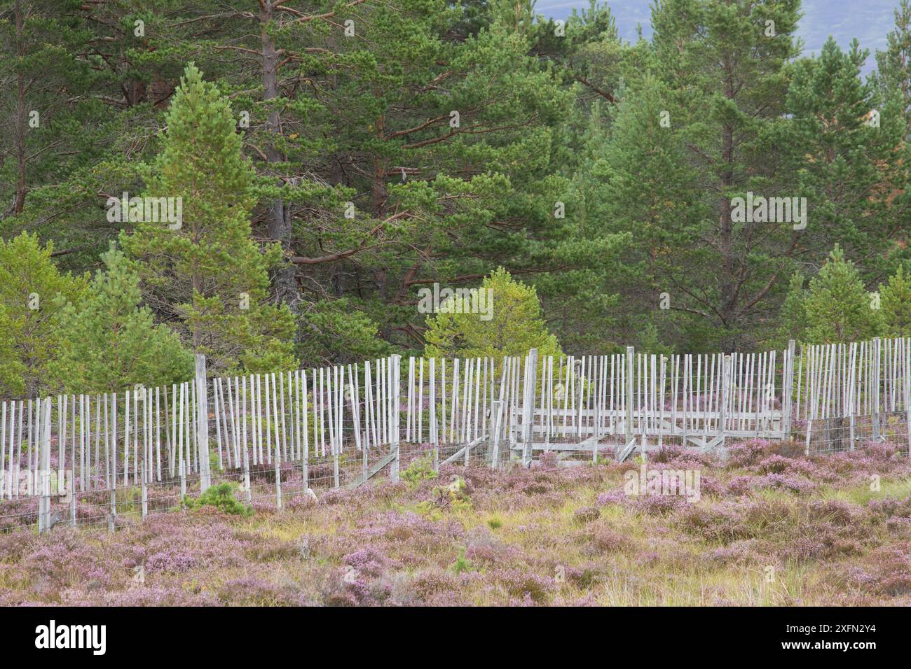 Deer fence protecting Scots pine (Pinus sylvestris) woodland from ...