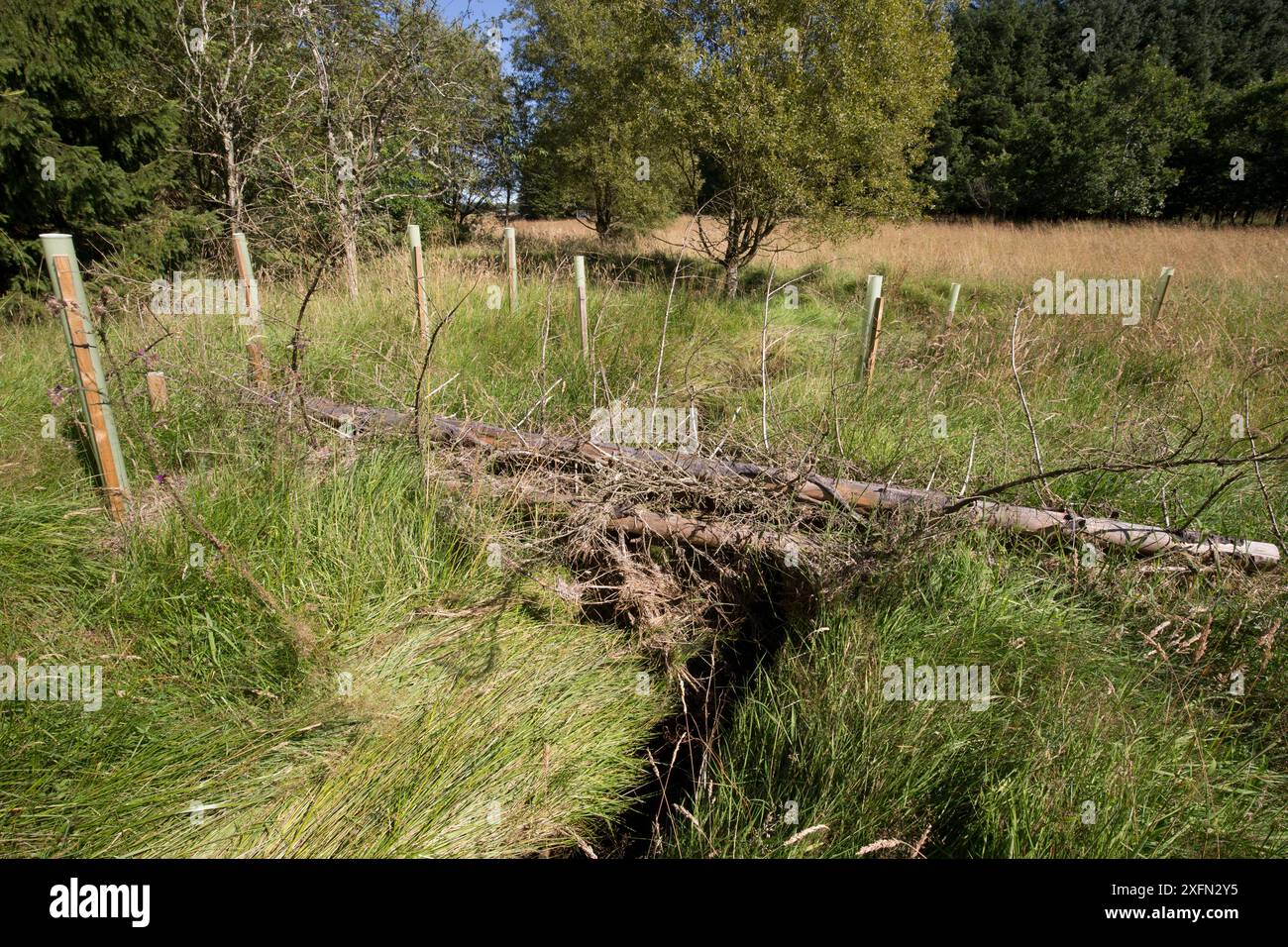 Artificial leaky dam designed to reduce water flow. Part of the ...