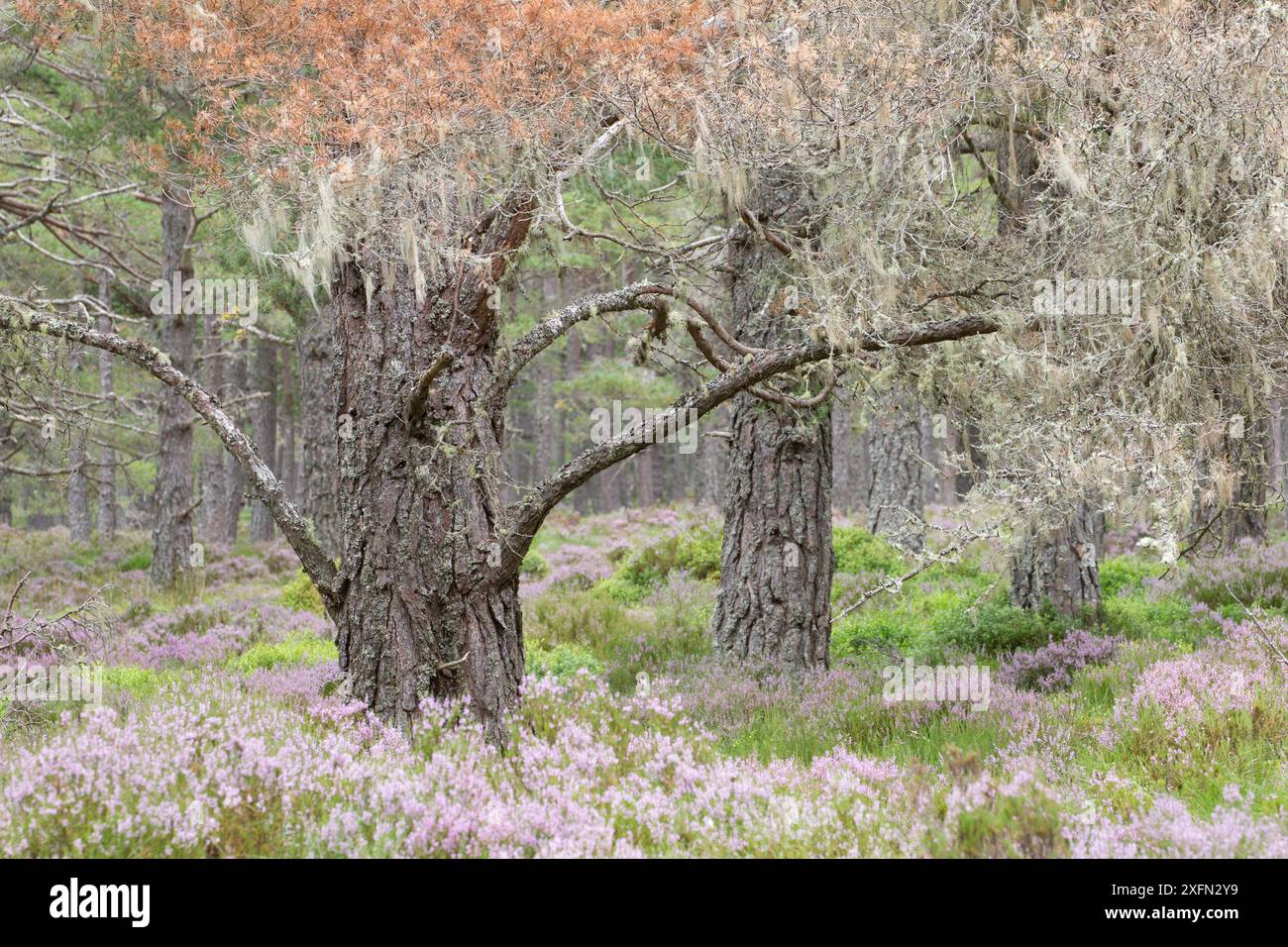 Scots pine (Pinus sylvestris) trees surrounded by flowering heather in ...