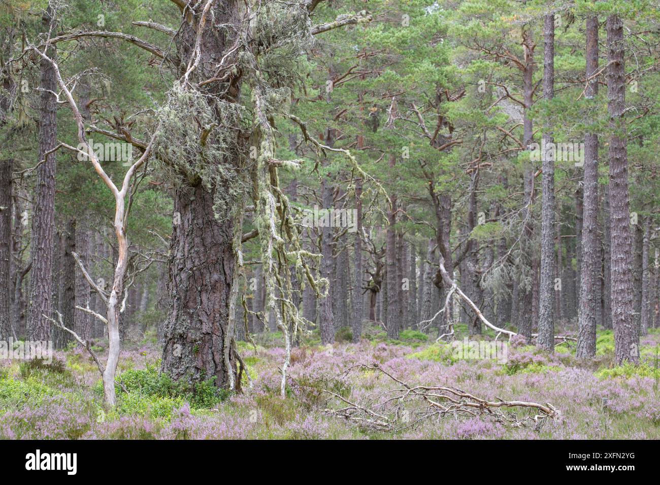 Scots pine (Pinus sylvestris) trees in Abernethy Forest, Abernethy ...