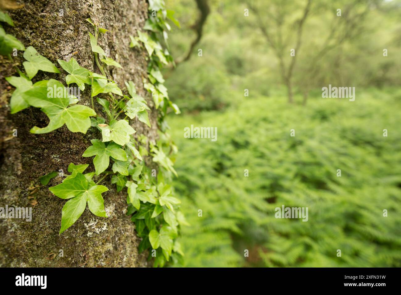 Ivy (Hedera helix) growing on Oak (Quercus sp) tree in Atlantic oak ...