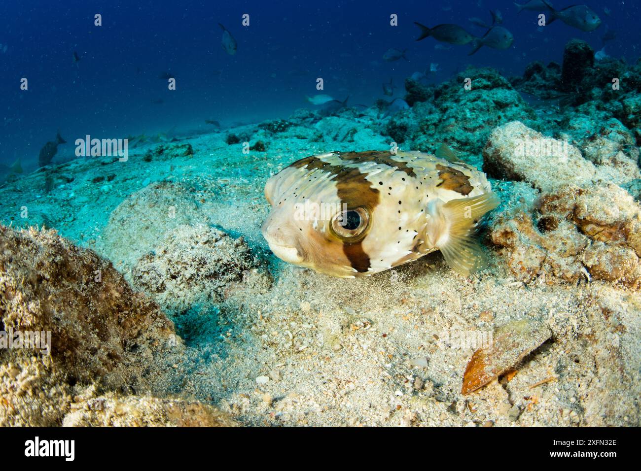 Long spine porcupinefish hi-res stock photography and images - Alamy