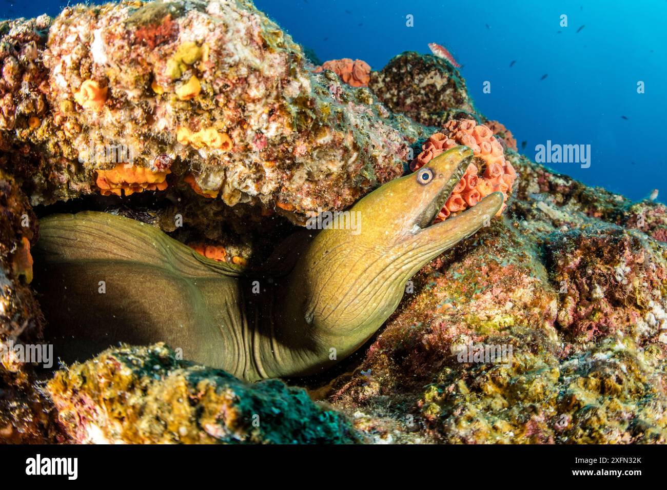 Green moray (Gymnothorax castaneus), Sea of Cortez, Baja California ...