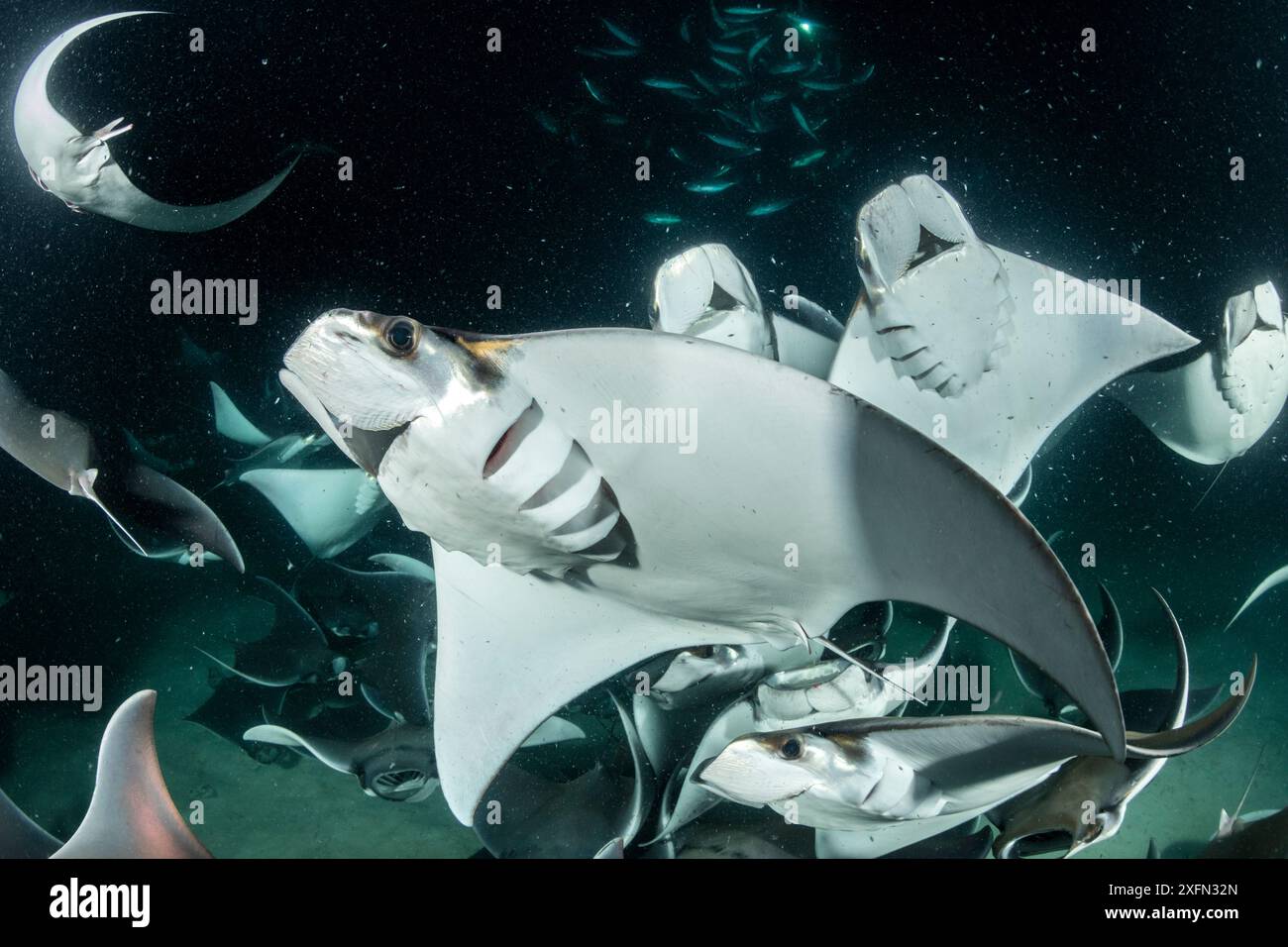 School of Munk's devil ray, (Mobula munkiana), feeding on plankton at ...