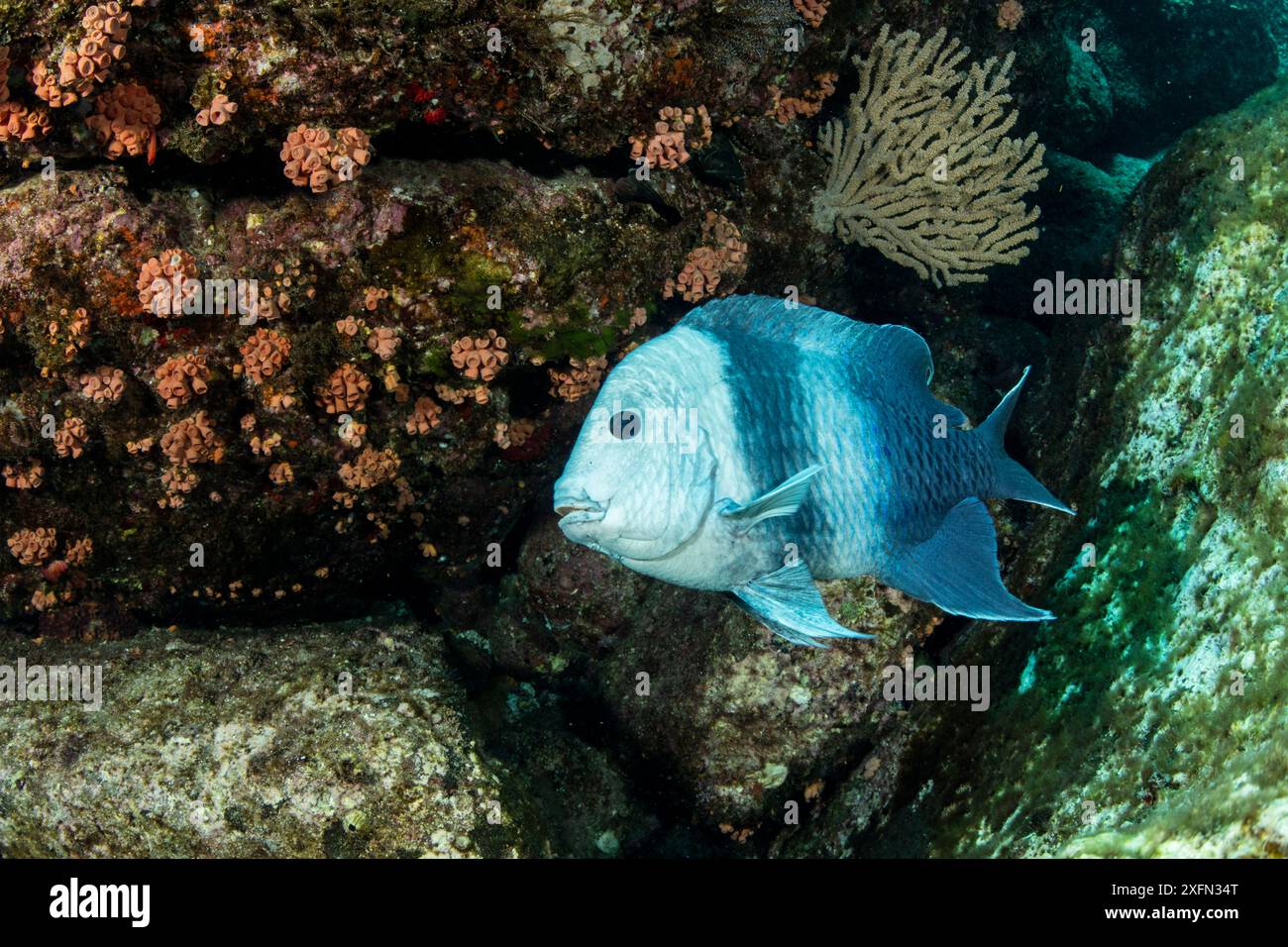 Giant Damselfish (Microspathodon dorsalis), Los Islotes, Sea of Cortez ...