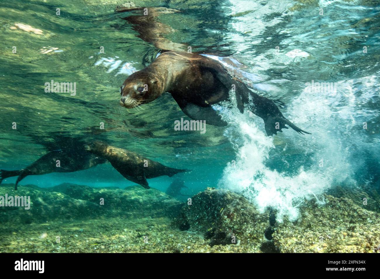 California sealion, (Zalophus californianus), Los Islotes, Sea of ...