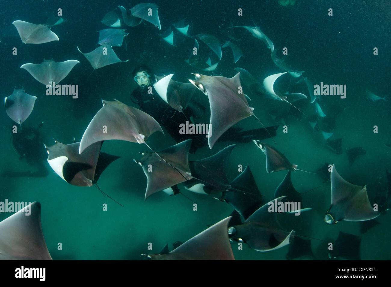 School of Munk's devil ray, (Mobula munkiana), feeding on plankton at night, Espiritu Santo ...