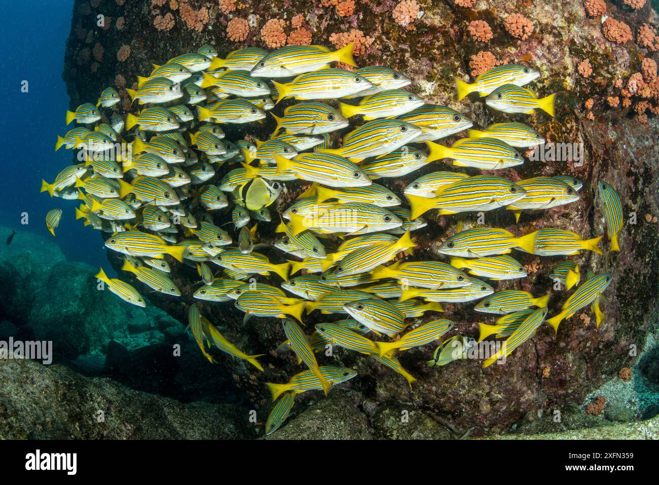 Shoal of blue-and-gold snapper, (Lutjanus viridis), Sea of Cortez, Baja ...