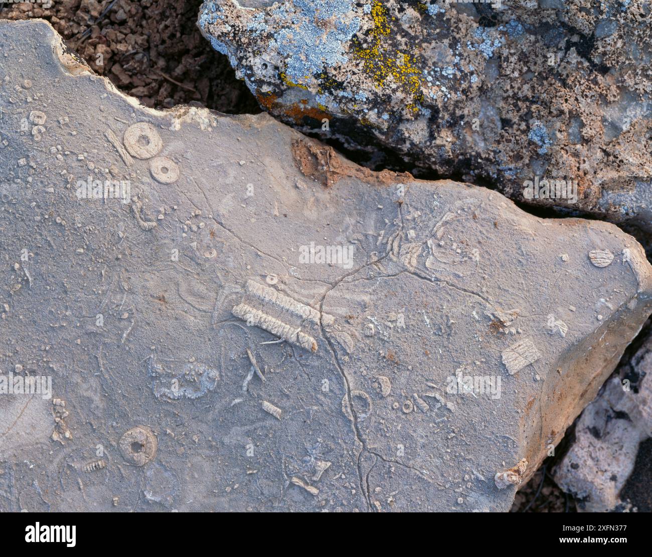 Fossil crinoids in limestone, Grand Canyon-Parashant National Monument ...