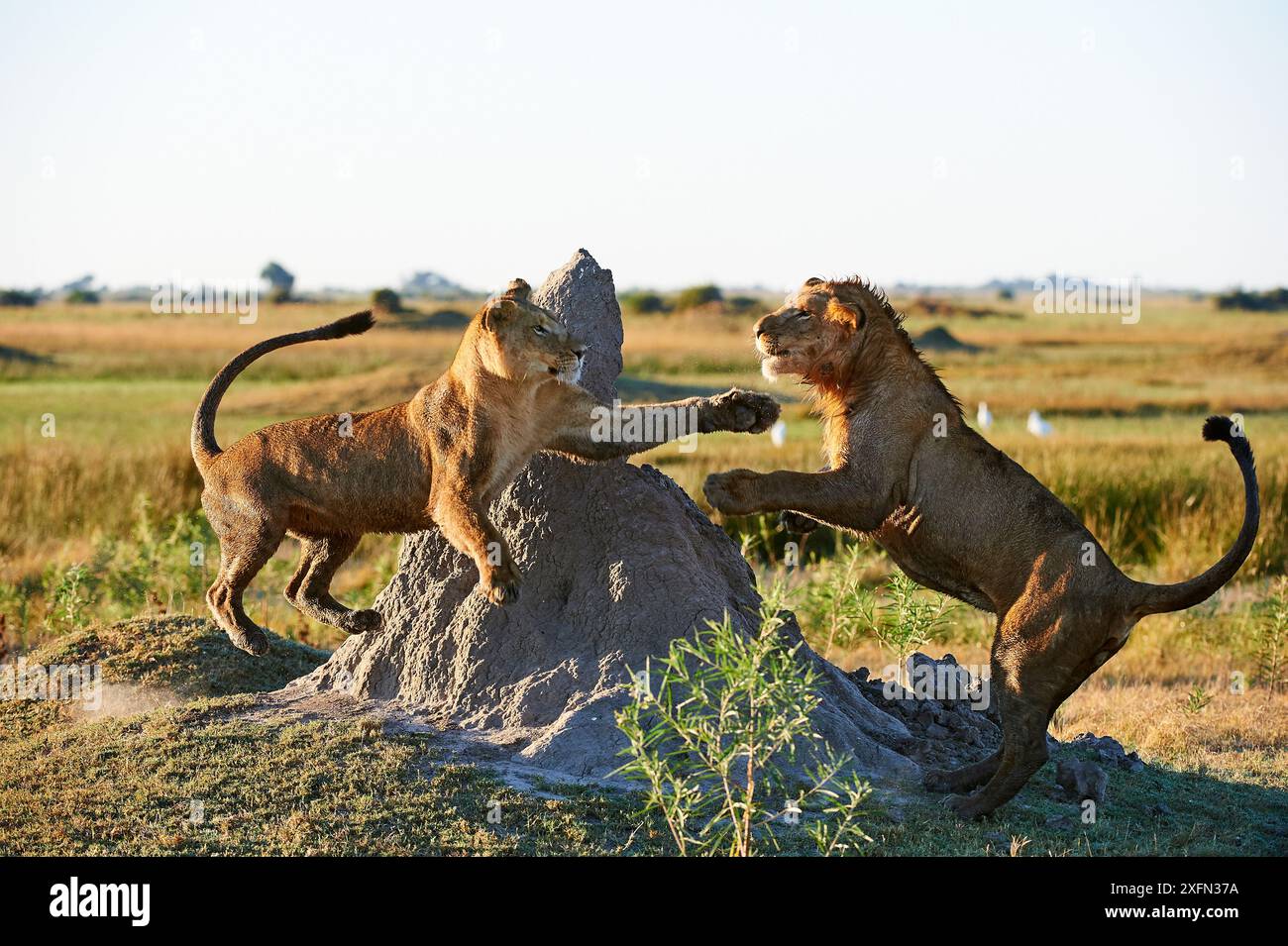 Afrian lioness (Panthera leo) playing with her juvenile cub aged 2 ...