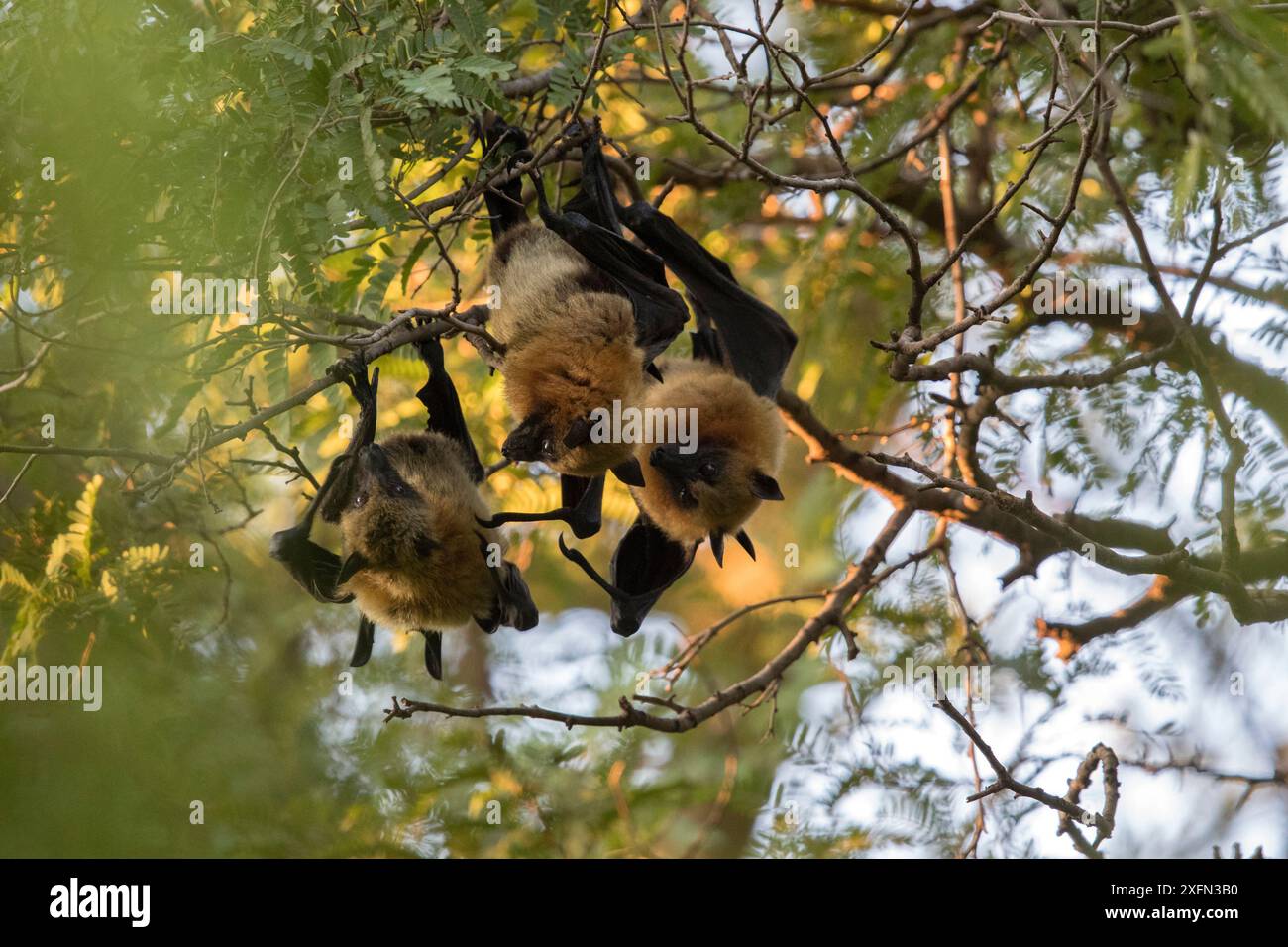 Madagascar fruit bat / Flying fox (Pteropus rufus), three hanging in a ...