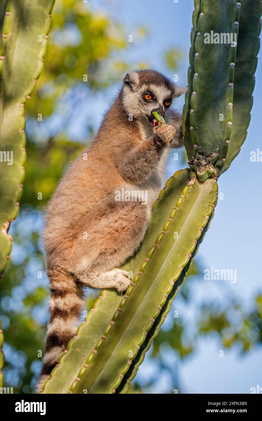 Ring tailed lemur (Lemur catta) feeding on cactus, Berenty Private ...