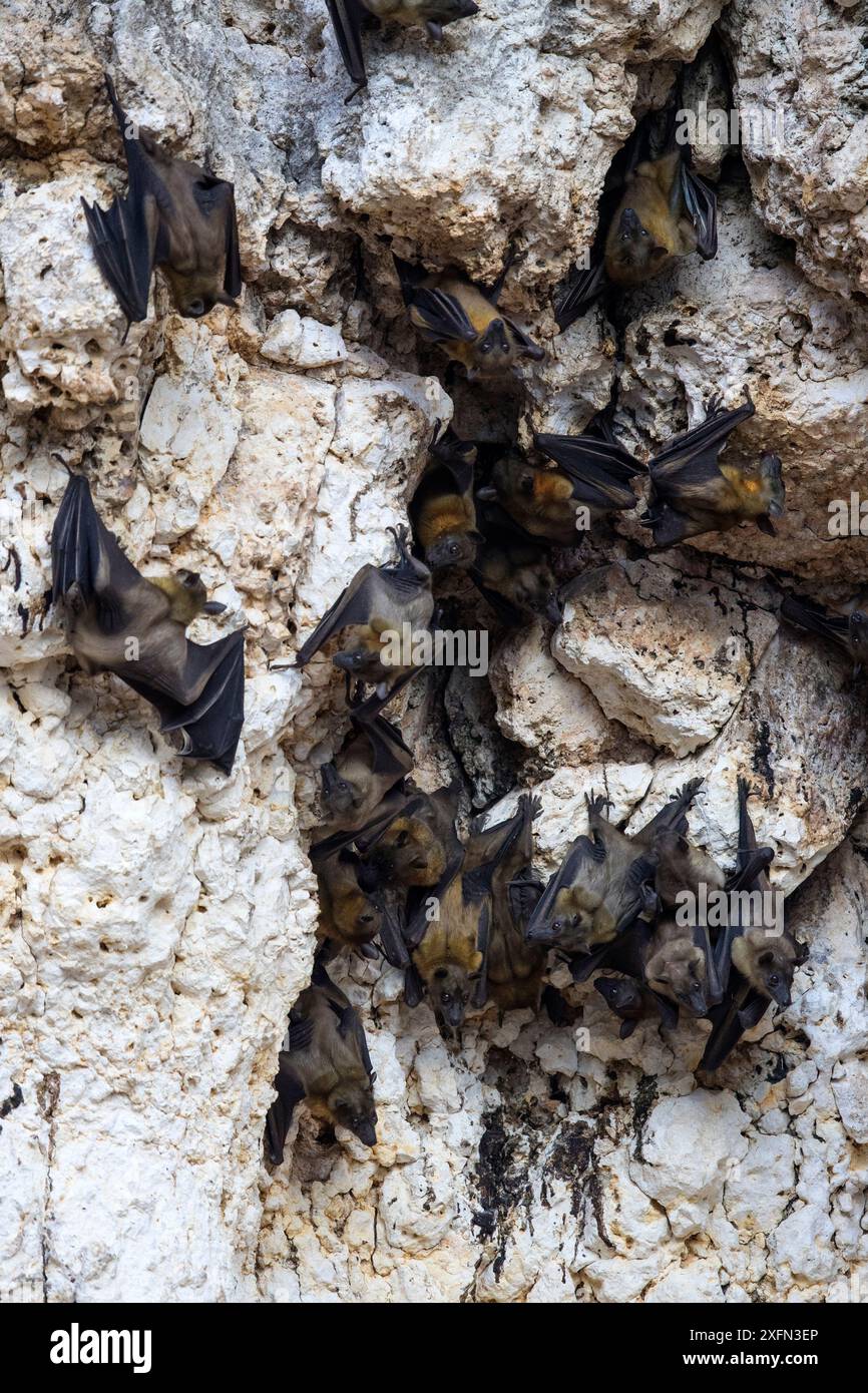 Madagascar straw coloured fruit bat hi-res stock photography and images ...