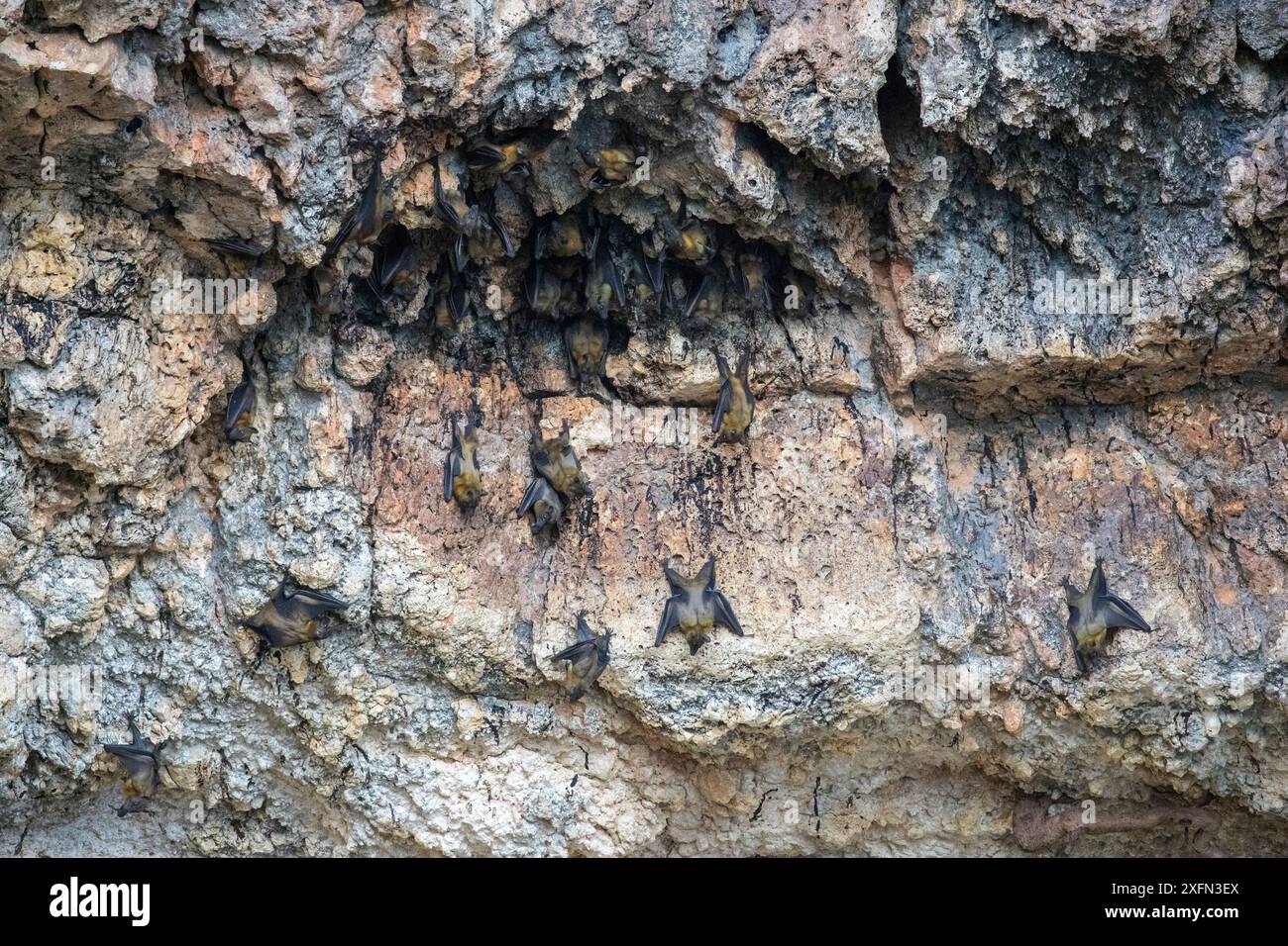 Madagascar straw coloured fruit bat hi-res stock photography and images ...