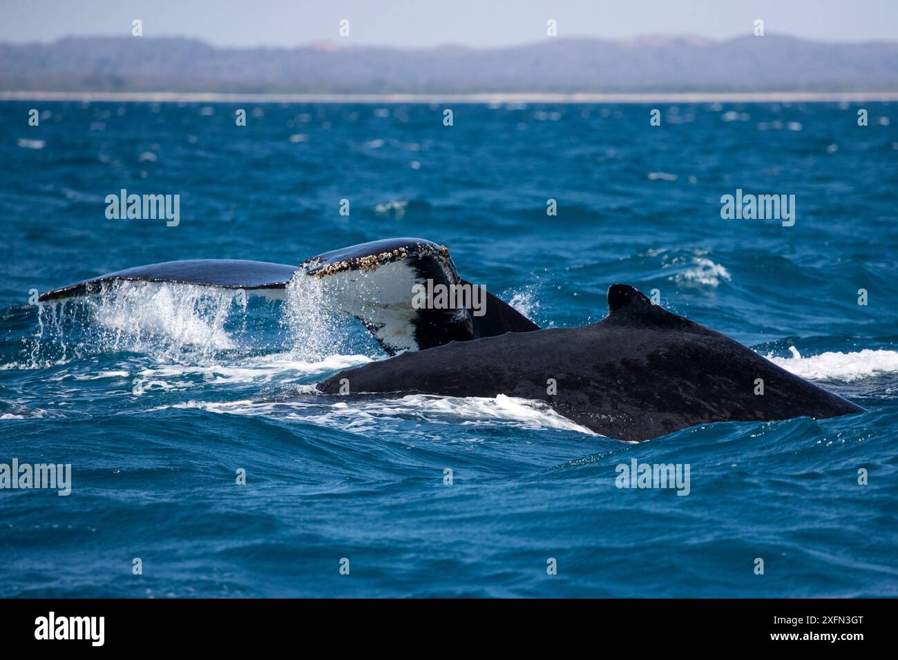 Humpback whales (Megaptera novaeangliae), two, one with tail emerging ...