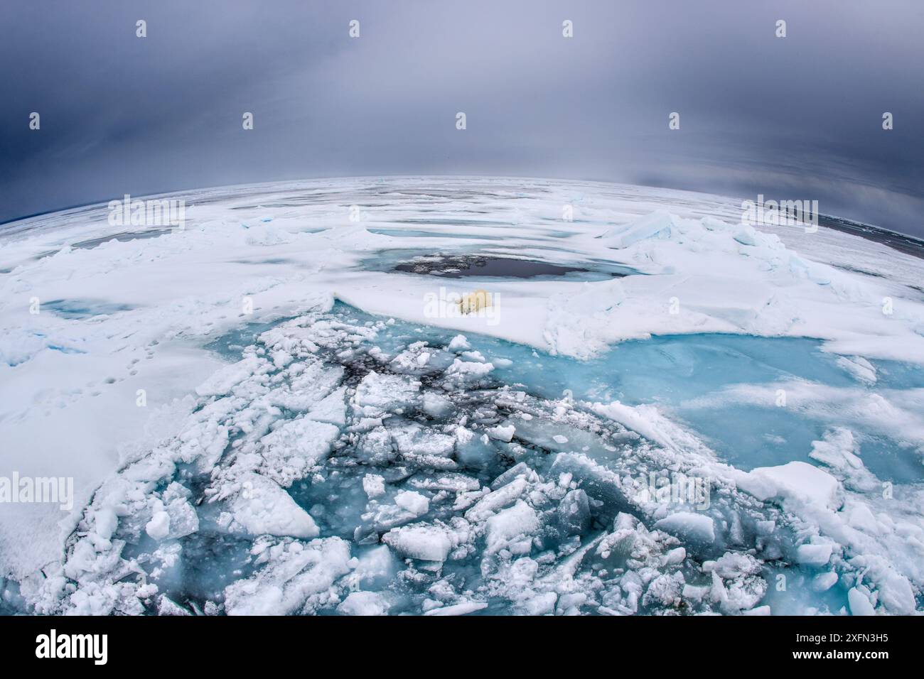 Polar bear (Ursus arctos) on sea ice, taken with fisheye lens, Svalbard ...