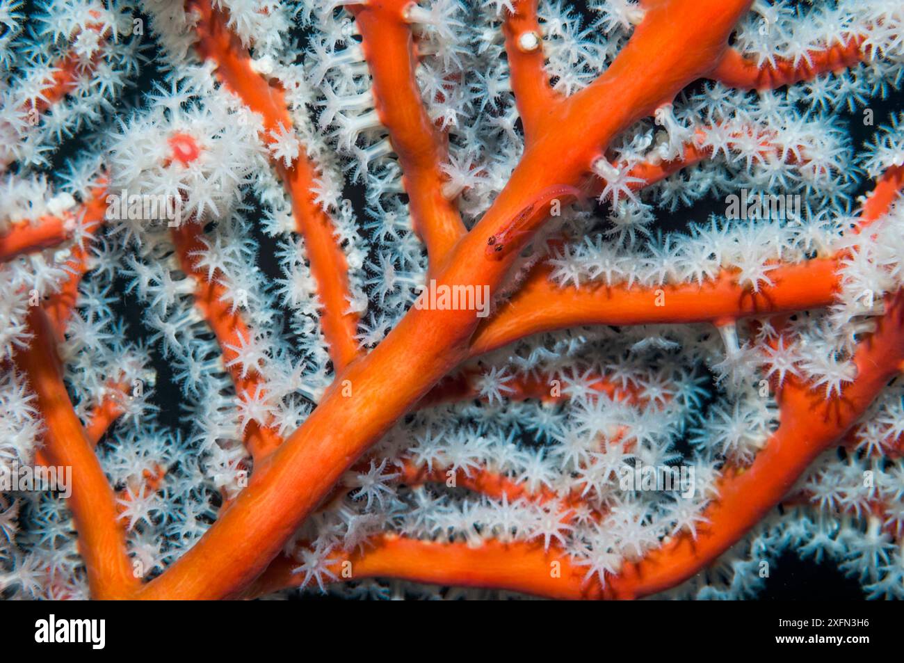 Gorgonian / Fan coral (Solenocaulon akalyx), close up, West Papua ...