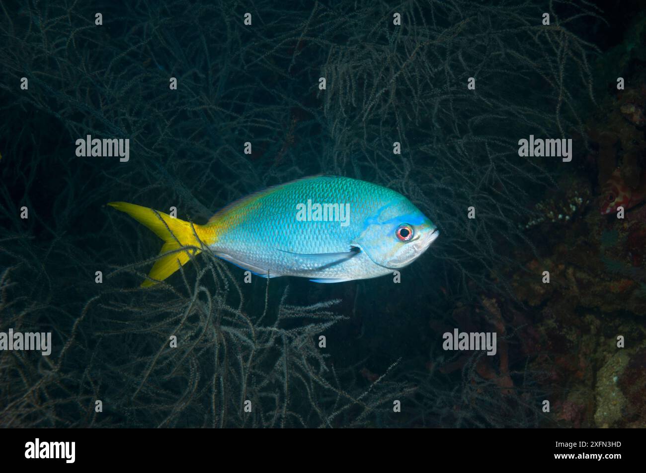 Rebelly yellowtail fussilier hi-res stock photography and images - Alamy