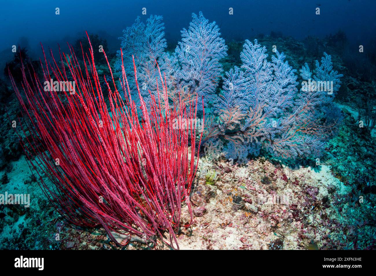Gorgonian / Sea whip coral (Ellisella ceratophyta), coral reef, West ...