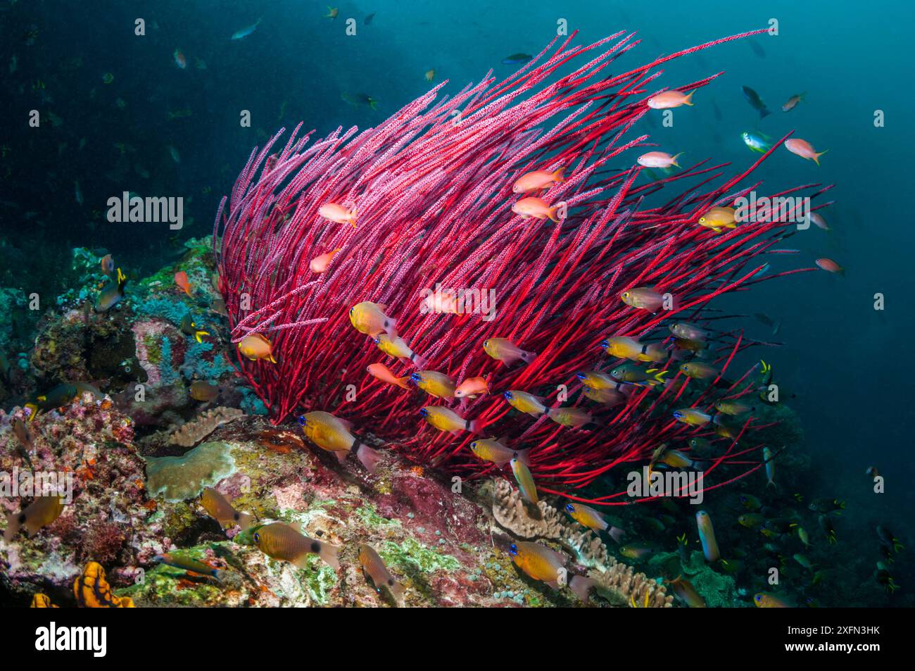 Gorgonian / Sea whip coral (Ellisella ceratophyta) with Ring tailed ...