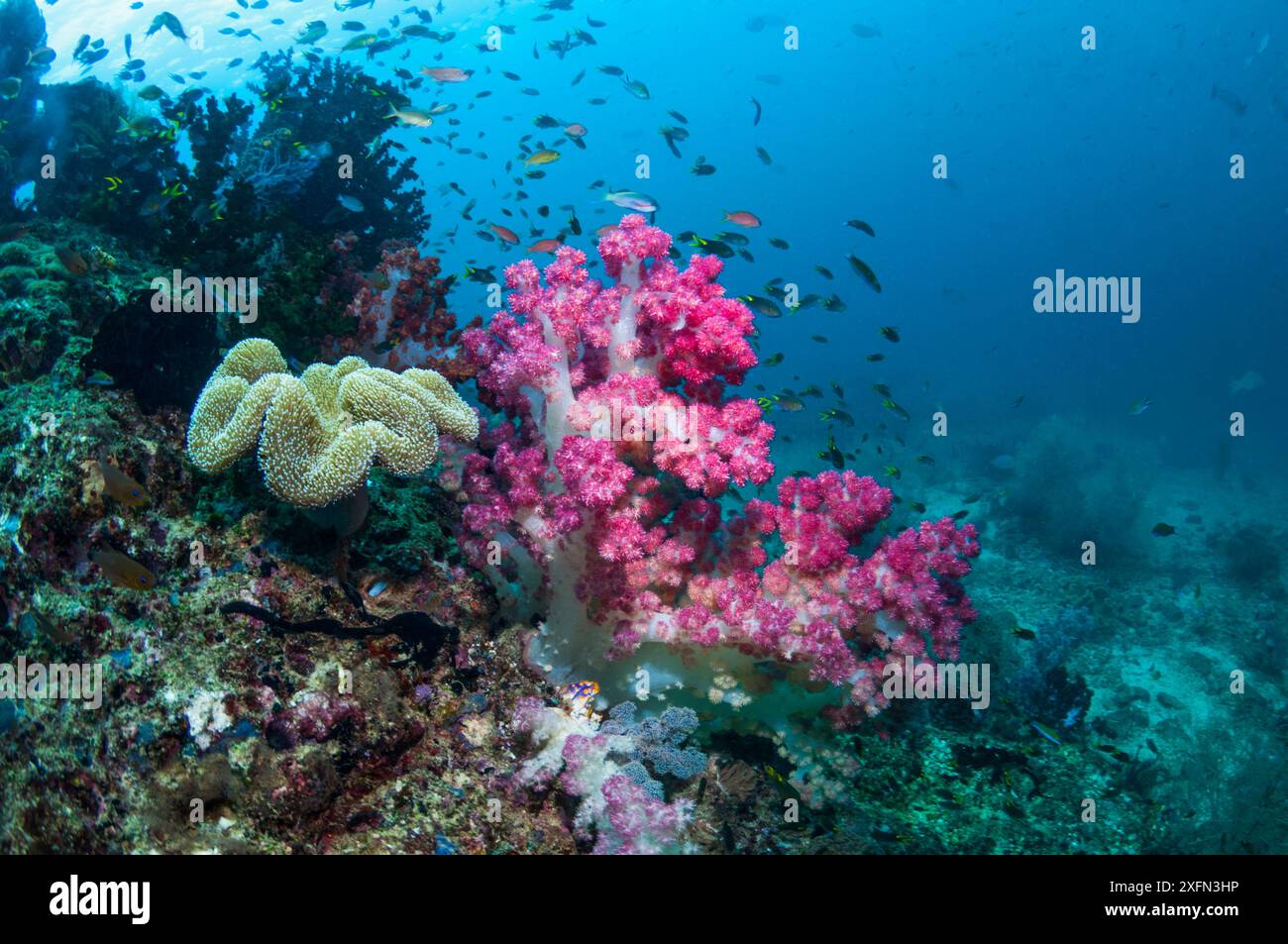 Coral reef with soft corals (Dendronephthya sp) and shoal of fish, West ...
