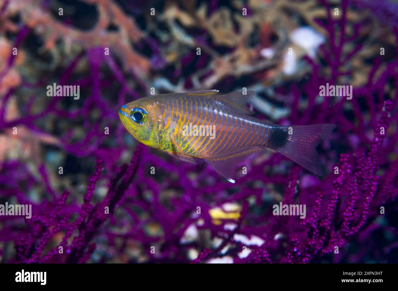 Orangelined / Painted cardinalfish (Archamia fucataTaeniamia fucata ...
