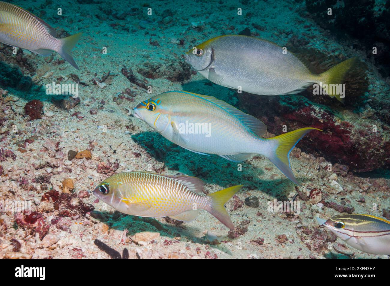 Pearly spinecheek / Pearly monocle bream (Scolopsis margaritifer ...