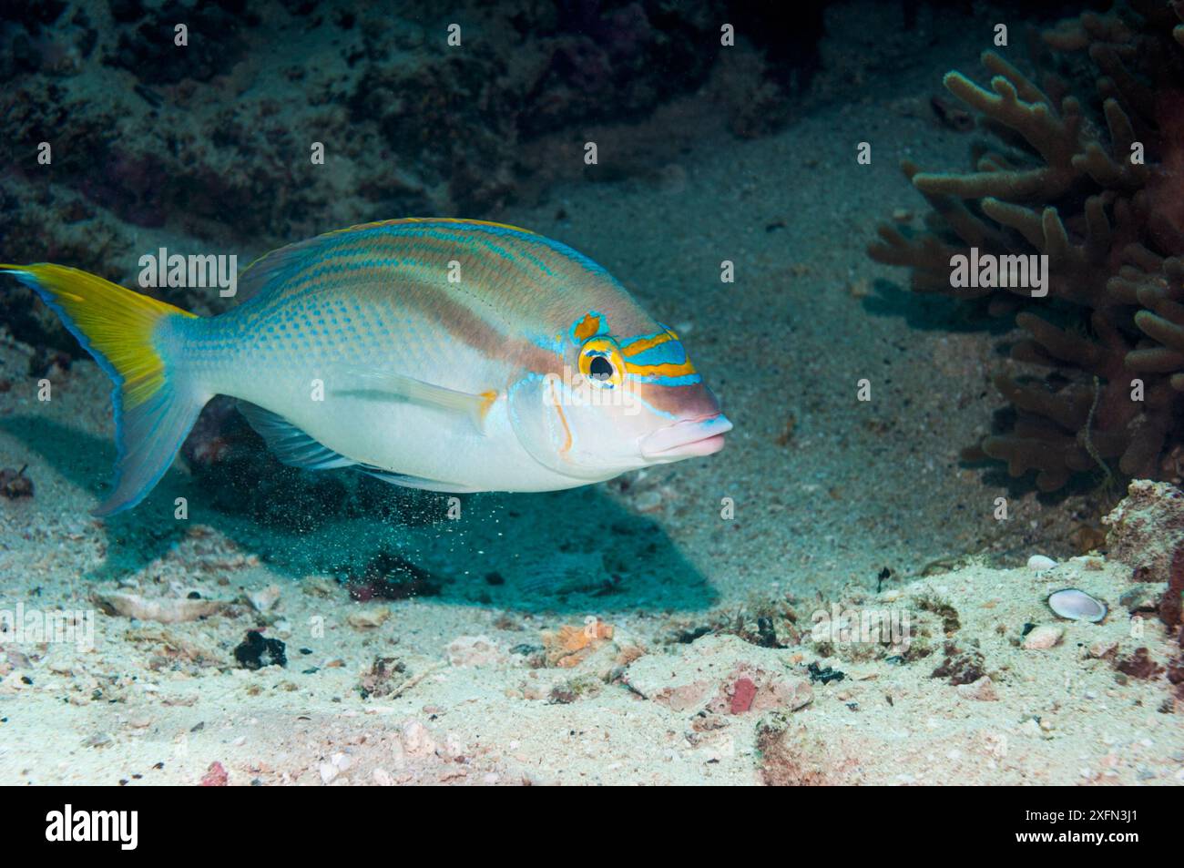Rainbow monocle bream / Bald spot monocle bream (Scolopsis temporalis ...