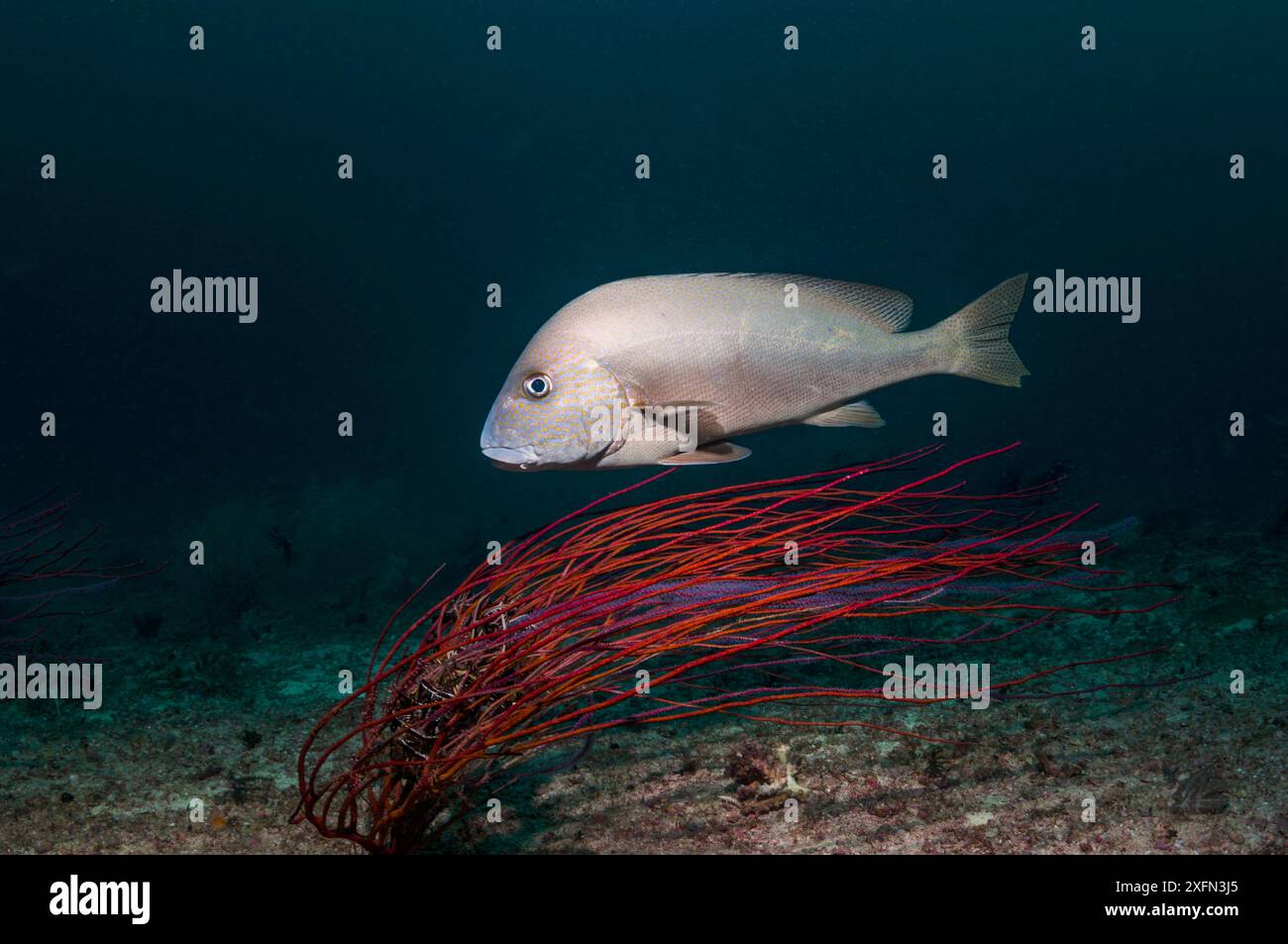 Painted sweetlips (Diagramma pictum) over gorgonian. West Papua ...