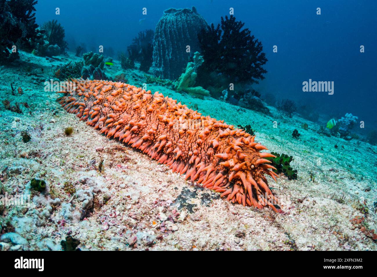 Cucumber point hi-res stock photography and images - Alamy