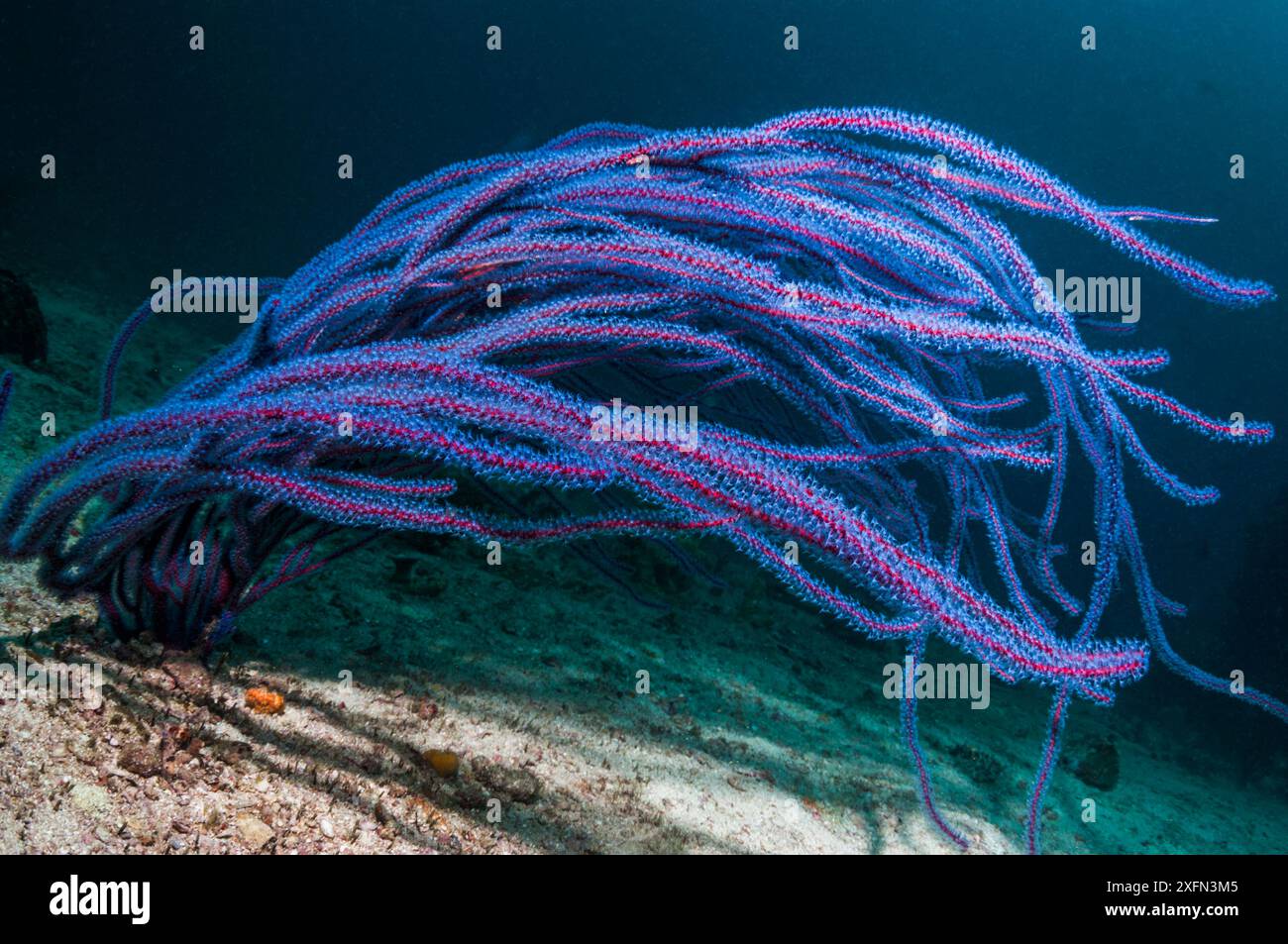 Gorgonian / Sea whip coral (Ellisella ceratophyta), West Papua ...