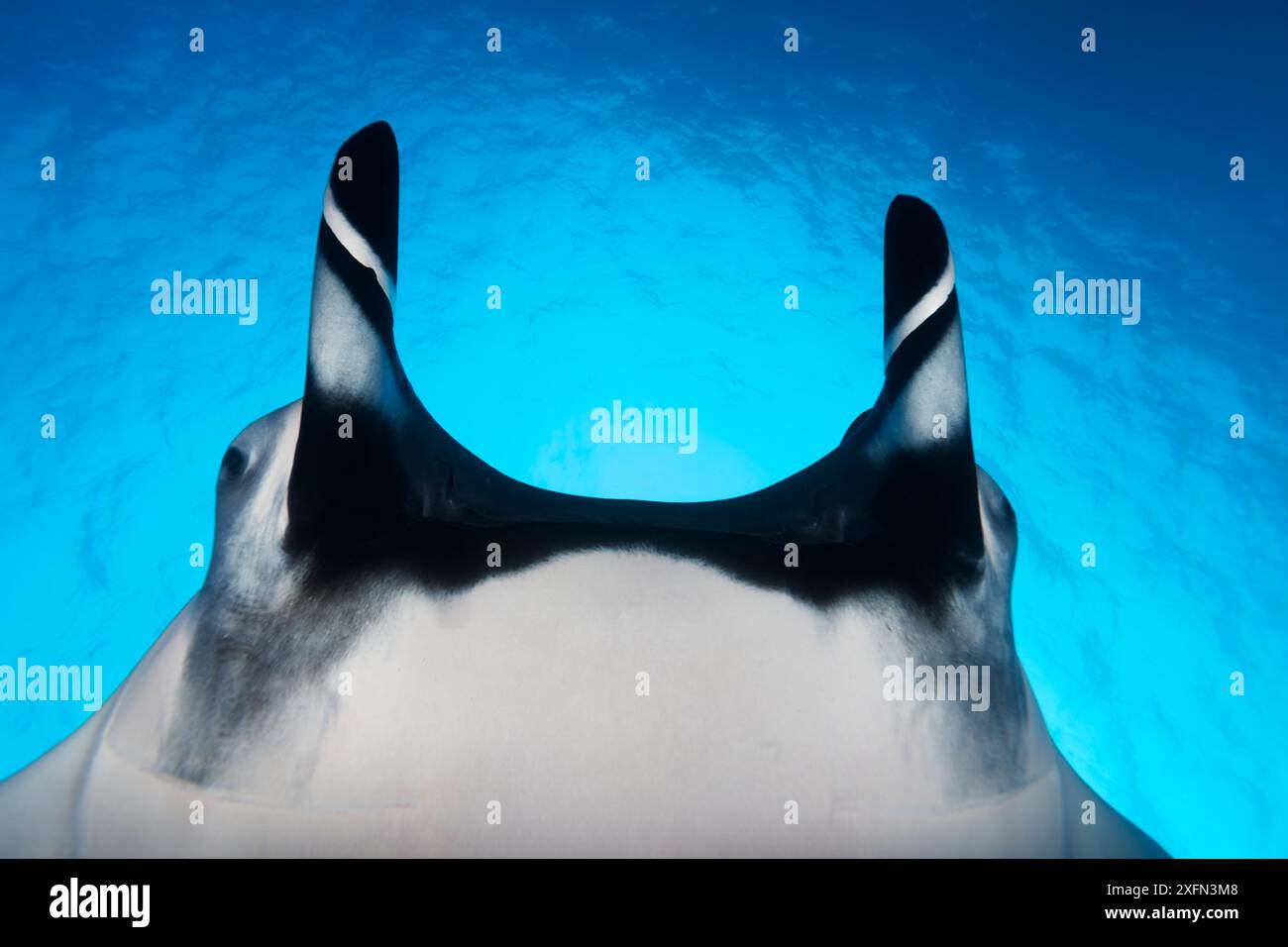 Giant Manta Ray (Manta birostris), IUCN Vulnerable, Socorro Island ...