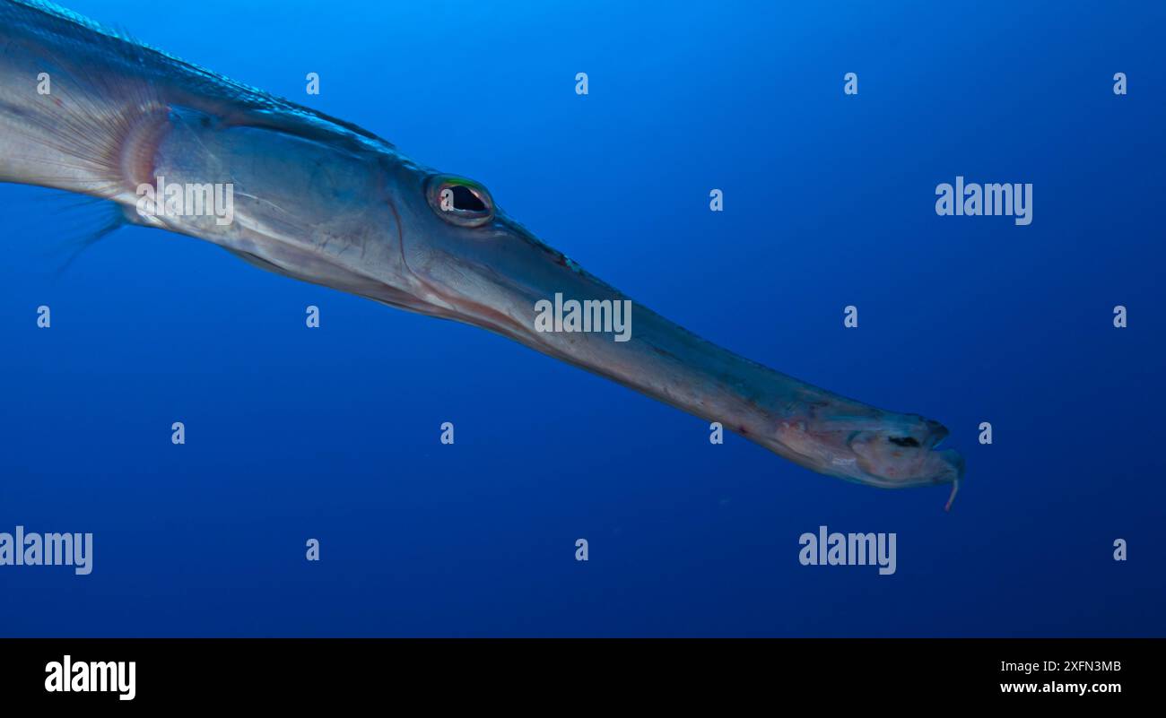 Chinese Trumpetfish (Aulostomus chinensis), Socorro Island ...