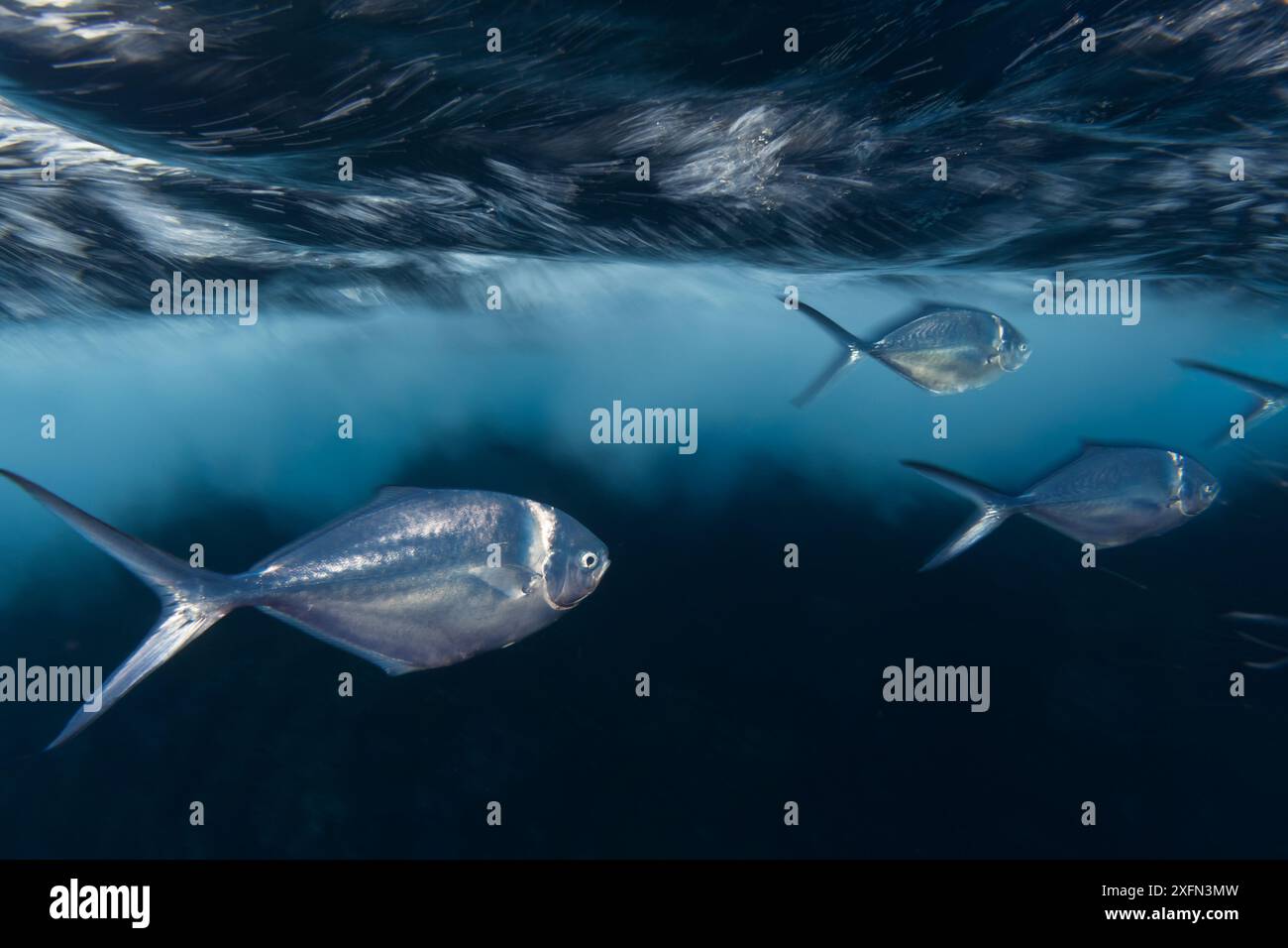 Pompano underwater hi-res stock photography and images - Alamy
